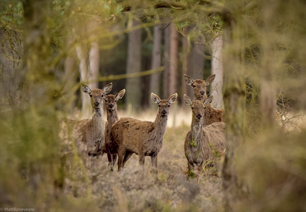 New Forest Photograph Gallery