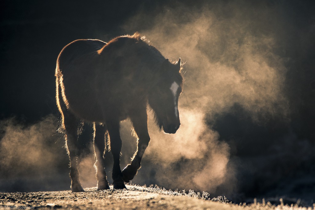New Forest Photograph Gallery